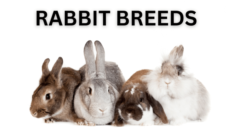 49 Rabbit Breeds (with Images) - All You Need to Know!
