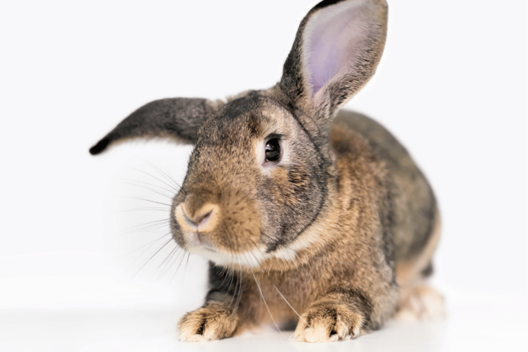 American Fuzzy Lop Rabbit (Size, Color, Behavior)
