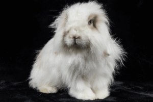 American Fuzzy Lop Rabbit (Size, Color, Behavior)