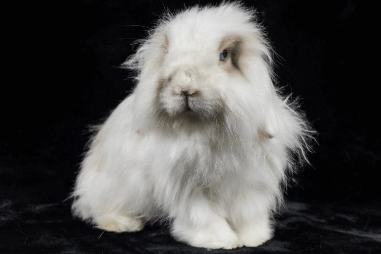 American Fuzzy Lop Rabbit (Size, Color, Behavior)