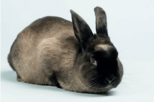 49 Rabbit Breeds (with Images) - All You Need to Know!