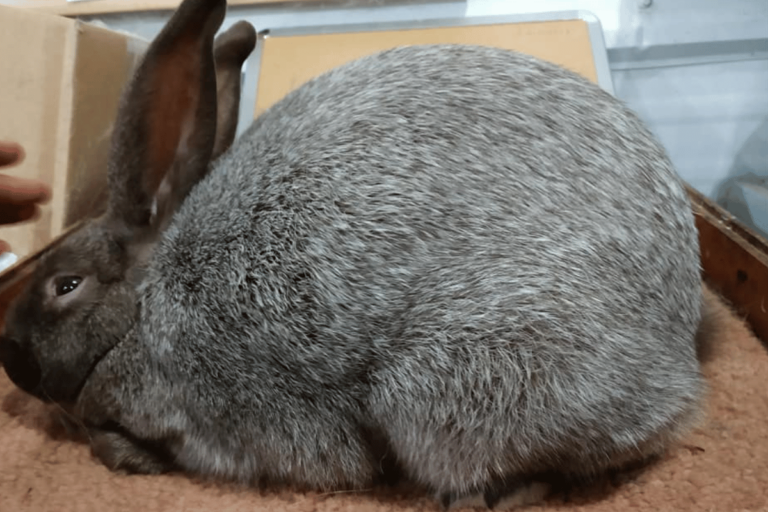 Argenté Brun Rabbit (Size, Color, Behavior, Temperament)