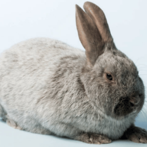49 Rabbit Breeds (with Images) - All You Need to Know!