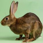 Belgian Hare Rabbit (Size, Color, Behavior, Temperament)