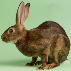 Belgian Hare Rabbit (Size, Color, Behavior, Temperament)