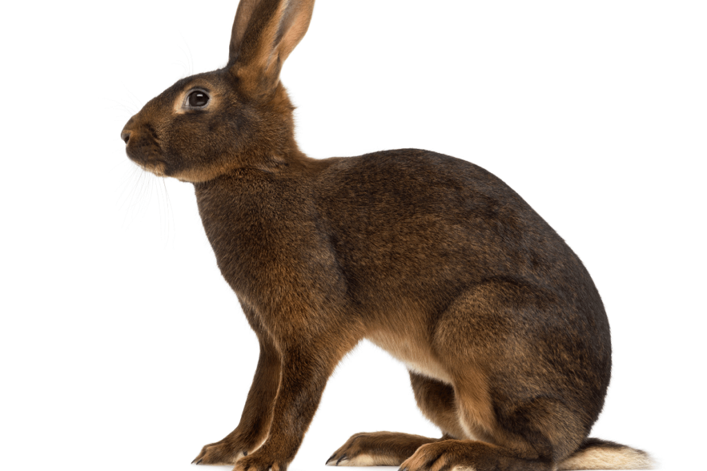 Belgian Hare Rabbit (Size, Color, Behavior, Temperament)