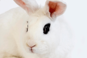 49 Rabbit Breeds (with Images) - All You Need to Know!