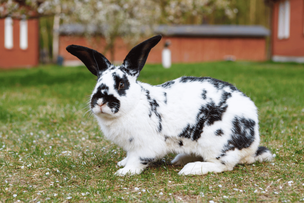 Checkered Giant Rabbit (Size, Color, Behavior, Temperament) | Why ...