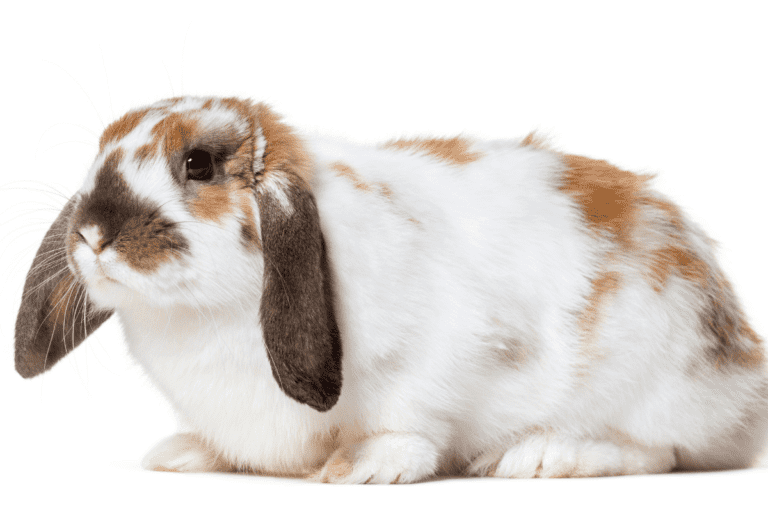 49 Rabbit Breeds (with Images) - All You Need to Know!