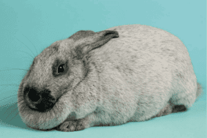 Champagne d'Argent Rabbit (Size, Color, Temperament, Behavior)