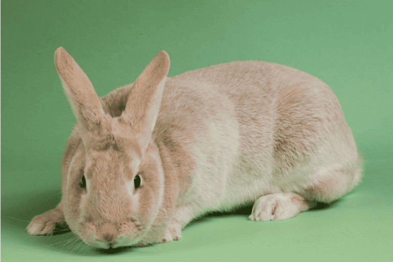 49 Rabbit Breeds (with Images) - All You Need to Know!