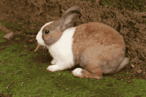 Dutch Rabbit (Size, Color, Temperament, Behavior)