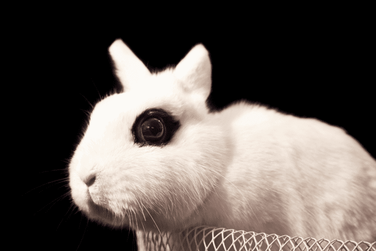 Dwarf Hotot Rabbit (Size, Color, Temperament, Behavior)