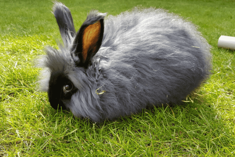 English Angora Rabbit (Size, Color, Temperament, Behavior)