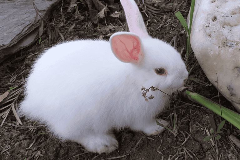 49 Rabbit Breeds (with Images) - All You Need to Know!