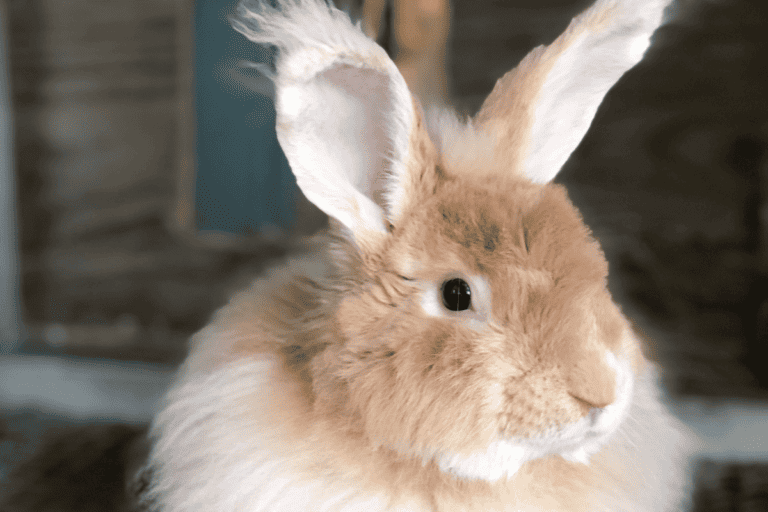 49 Rabbit Breeds (with Images) - All You Need to Know!