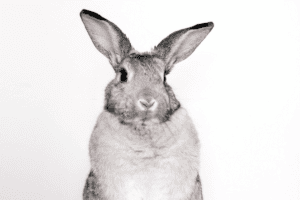 49 Rabbit Breeds (with Images) - All You Need to Know!