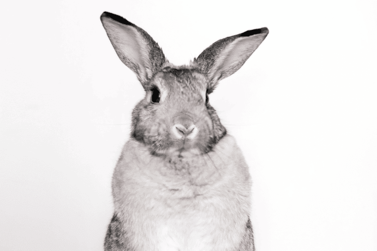 Giant Chinchilla Rabbit (Size, Color, Temperament, Behavior)