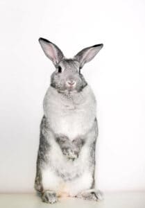 Giant Chinchilla Rabbit (Size, Color, Temperament, Behavior)