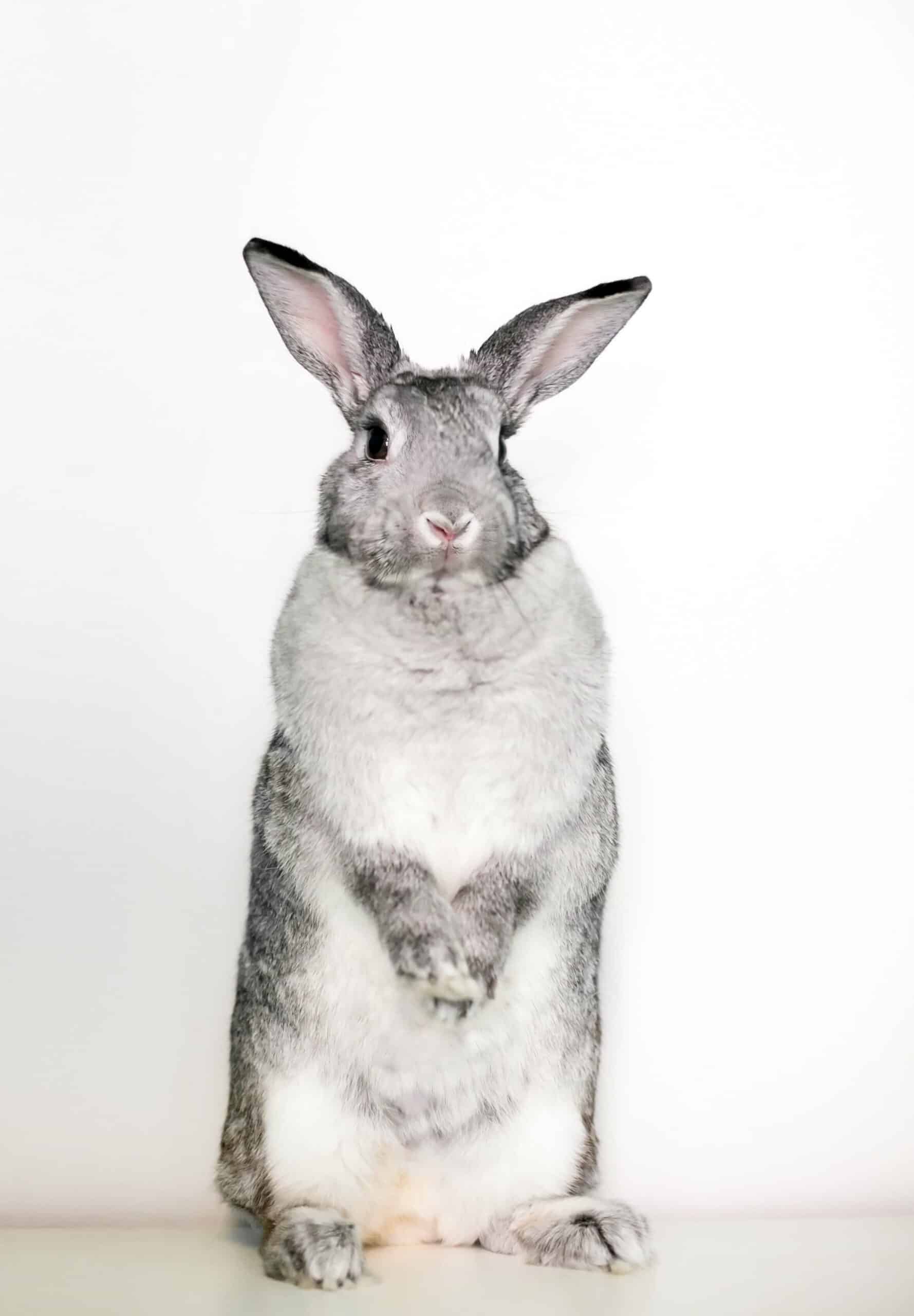 Giant Chinchilla Rabbit (Size, Color, Temperament, Behavior)