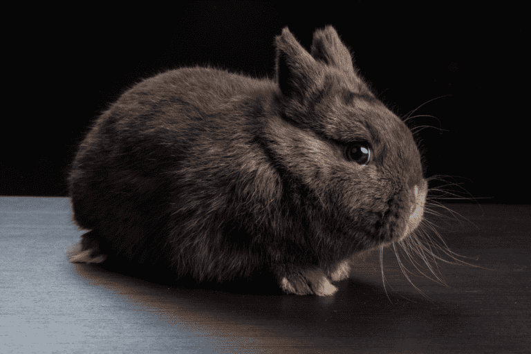 49 Rabbit Breeds (with Images) - All You Need to Know!
