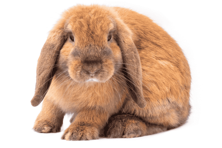 Holland Lop Rabbit (Size, Color, Temperament, Behavior)