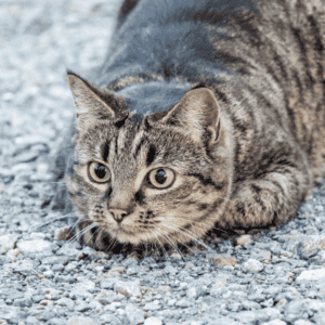 What Kills Rabbits at Night? 10 Common Predators!