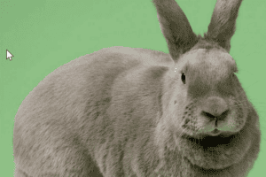 49 Rabbit Breeds (with Images) - All You Need to Know!