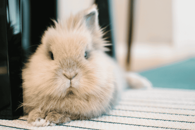 Lionhead Rabbit (Size, Color, Temperament, Behavior)