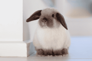 10 Most Affectionate Rabbit Breeds (and 6 That Aren't)