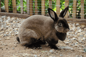 49 Rabbit Breeds (with Images) - All You Need to Know!