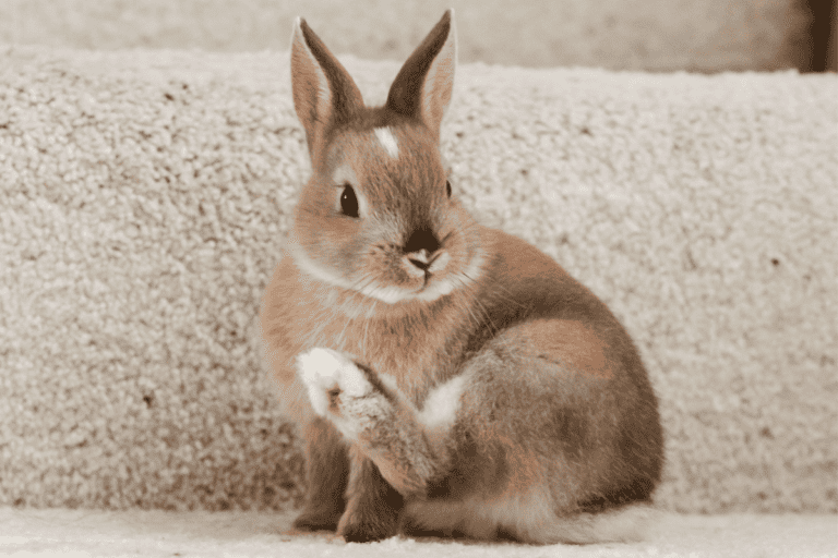 Netherland Dwarf Rabbit (Size, Color, Temperament, Behavior)
