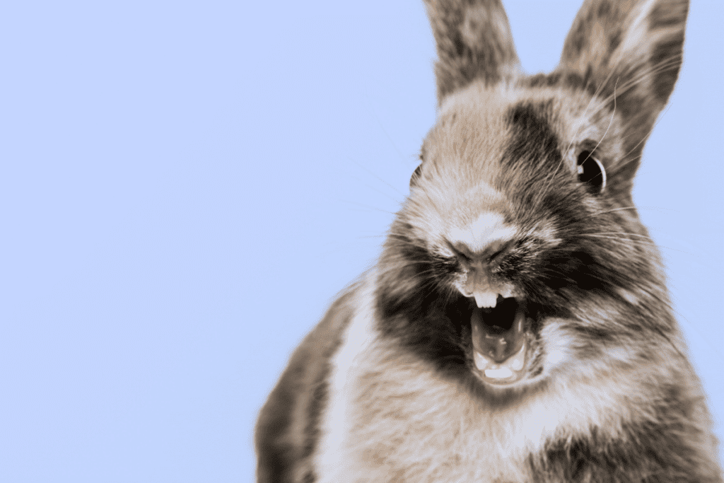 Why is My Rabbit Screaming - What to Do?