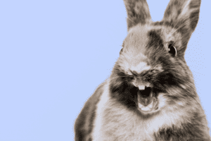 Why is My Rabbit Screaming - What to Do?