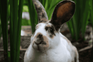 Rhinelander Rabbit (Size, Color, Temperament, Behavior)