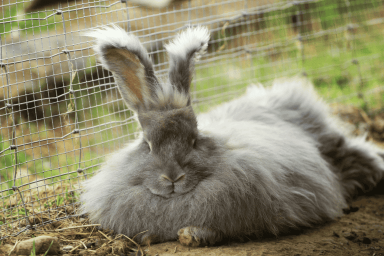 Satin Angora Rabbit (Size, Color, Temperament, Behavior)