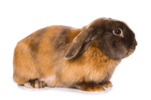 Satin Rabbit (Size, Color, Temperament, Behavior)