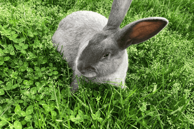 Silver Fox Rabbit (Size, Color, Temperament, Behavior)