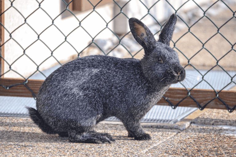 Silver Rabbit (Size, Color, Temperament, Behavior)
