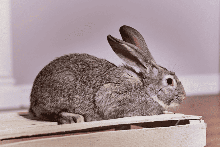 10 Most Affectionate Rabbit Breeds (and 6 That Aren't)