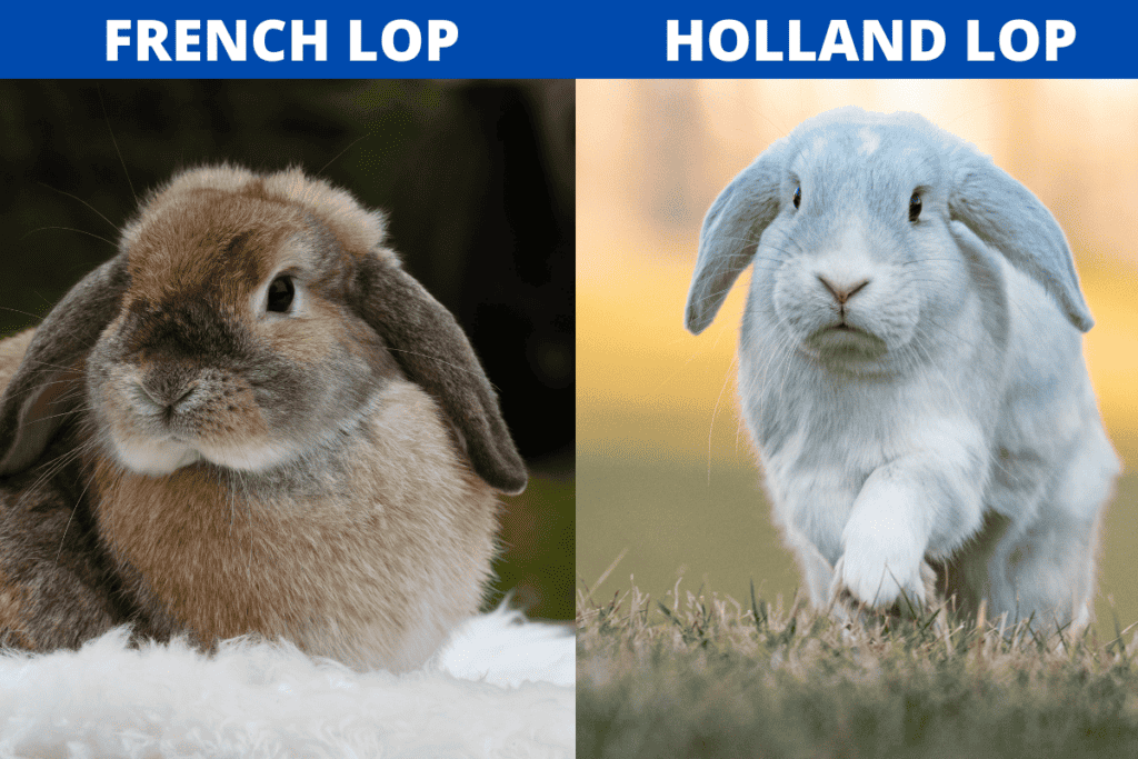 French Lop vs. Holland Lop Rabbit - What Make Better Pets?