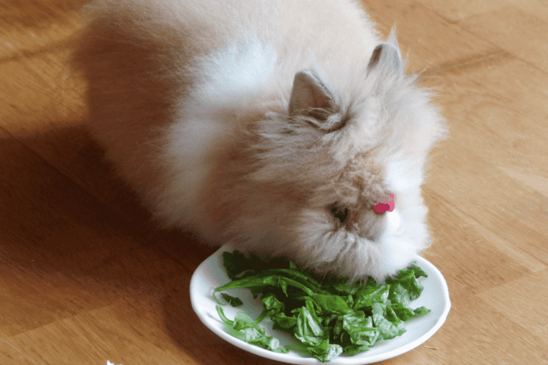 Can Rabbits Eat Spinach? What Vets Wish You Knew!