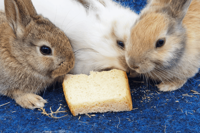 What Human Foods Can Rabbits Eat? And What to Avoid!
